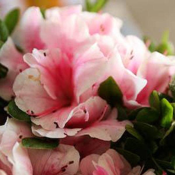 Azalea Gumpo Fancy - Essence of the Tree