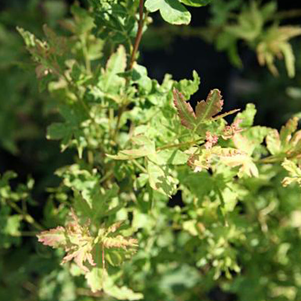 Acer palmatum 'Calico' Japanese Maple - Essence of the Tree