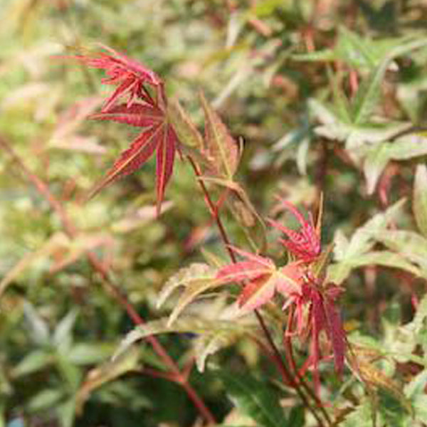 Acer palmatum 'Otome zakura' Japanese Maple - Essence of the Tree