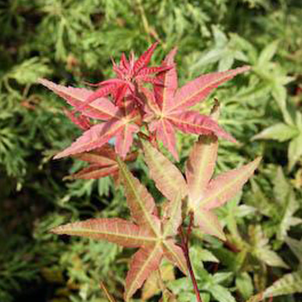 Acer palmatum 'Otome zakura' Japanese Maple - Essence of the Tree