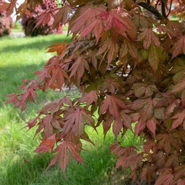 Acer palmatum 'Baby Ghost' Japanese Maple - Essence of the tree