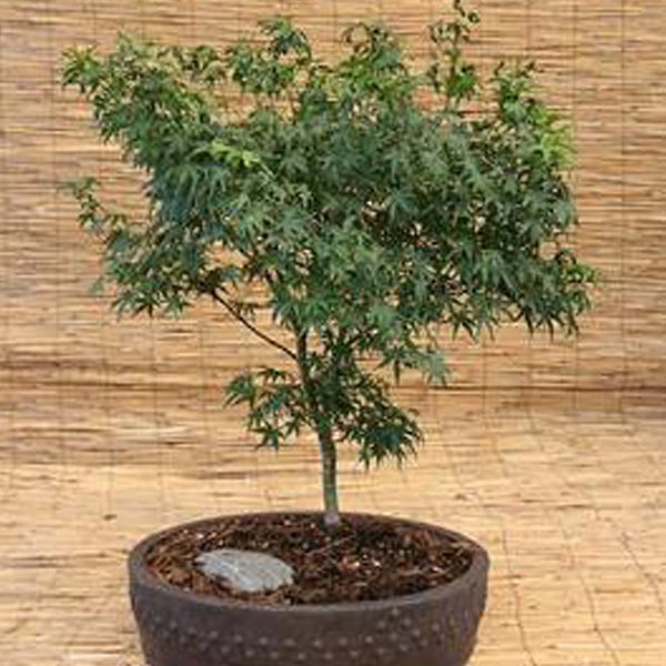 Acer palmatum 'Akita Yatsubusa' Japanese Maple - Essence of the Tree