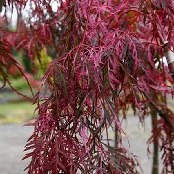 Acer palmatum 'Hana Matoi' Japanese Maple - Essence of the Tree