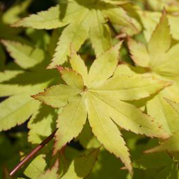 Acer palmatum 'Summer Gold' Japanese Maple - Essence of the Tree