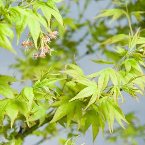 Acer palmatum 'Ryuzu' Japanese Maple - Essence of the Tree