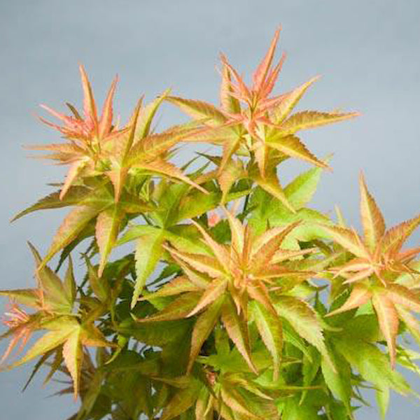 Acer palmatum 'Ryuzu' Japanese Maple - Essence of the Tree