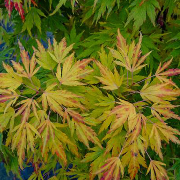 Size 3 Helena - Essence of the Tree