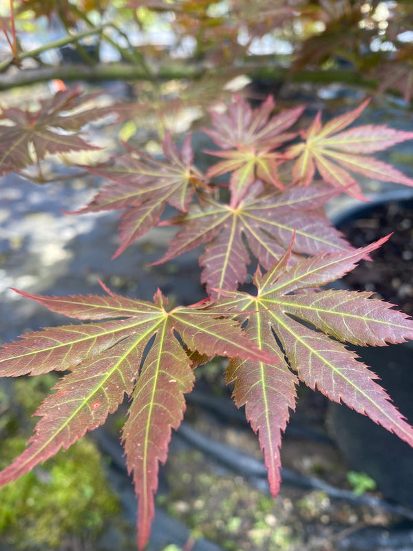 Acer shirasawanum 'Mirte' Japanese Maple - Essence of the Tree
