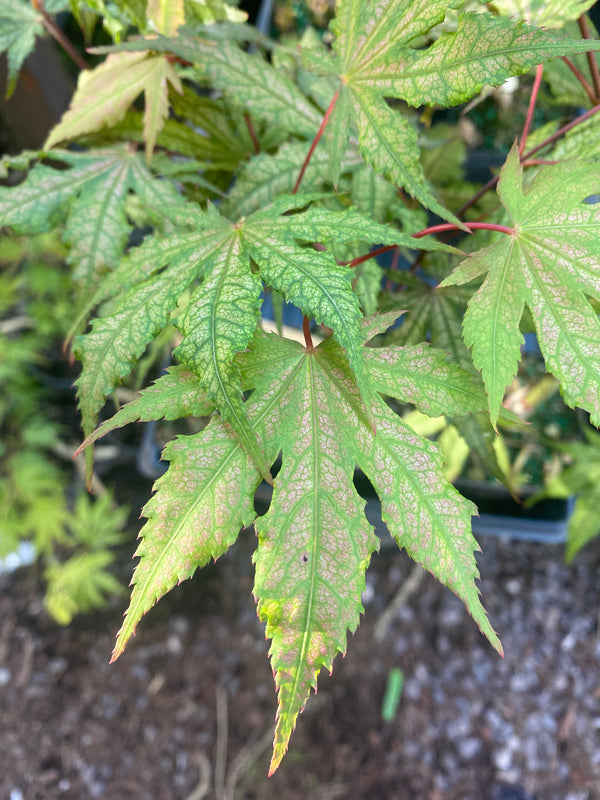 Acer palmatum 'Nebula' Japanese Maple - Essence of the Tree