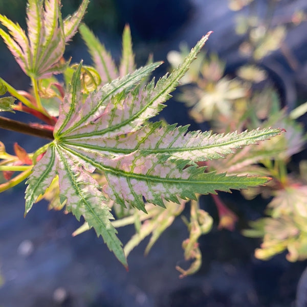 Acer palmatum 'Higasa yama' Japanese Maple - Essence of the tree