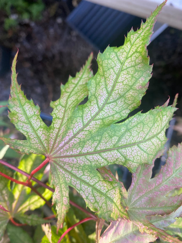 Acer palmatum 'Nebula' Japanese Maple - Essence of the Tree