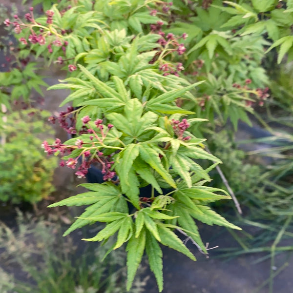 Dwarf Maples - Essence of the Tree