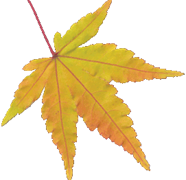Acer palmatum 'Koyuki' Japanese Maple - Essence of the Tree
